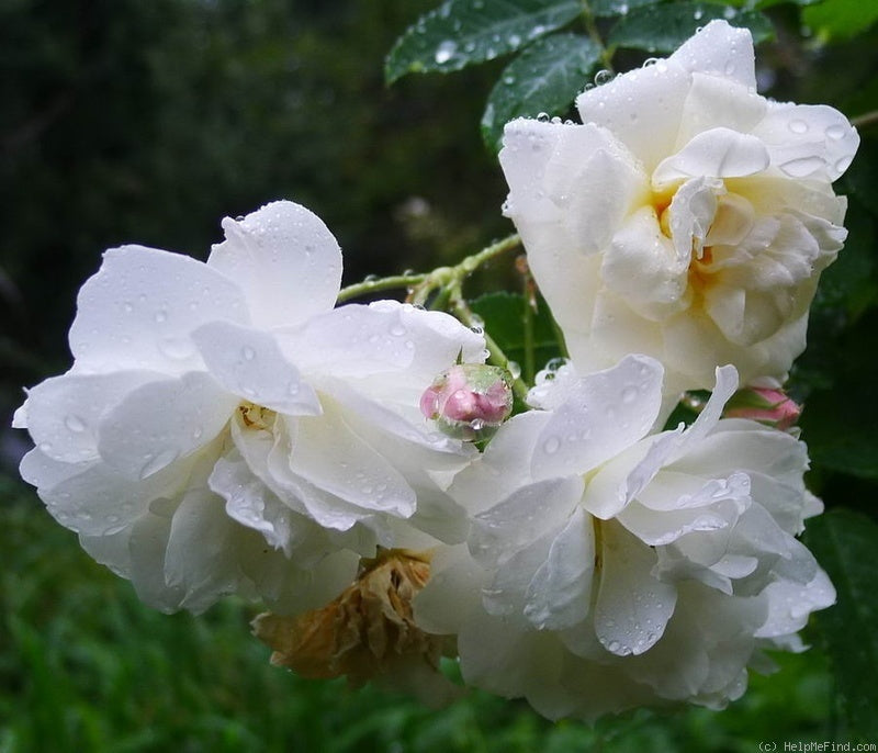 Products – Page 3 – The Grove Country Gardens