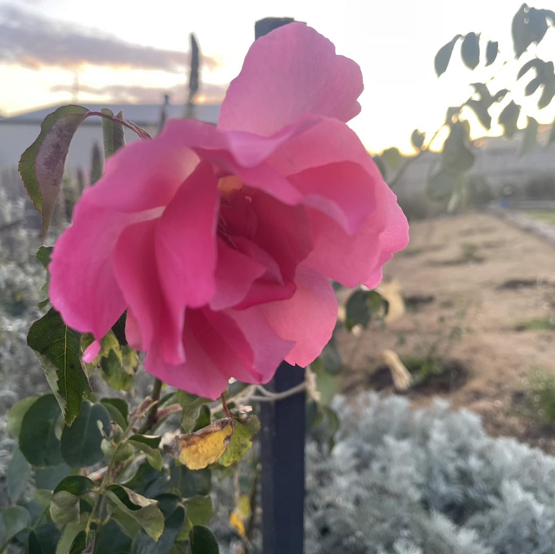 Products – Page 3 – The Grove Country Gardens