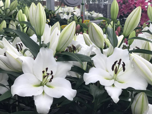 Products – Page 4 – The Grove Country Gardens