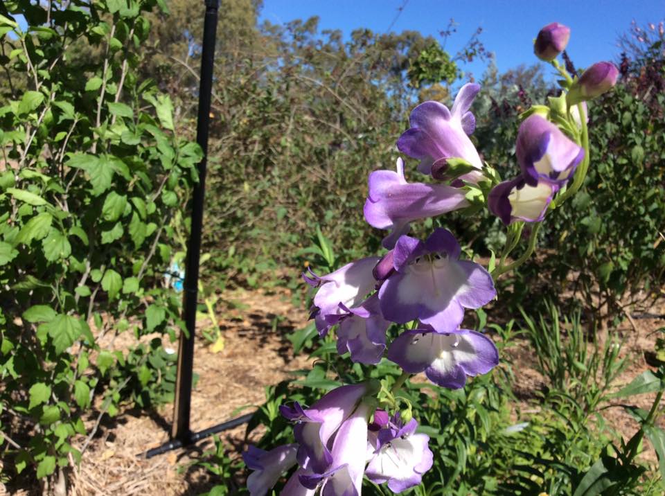 Products – Page 3 – The Grove Country Gardens